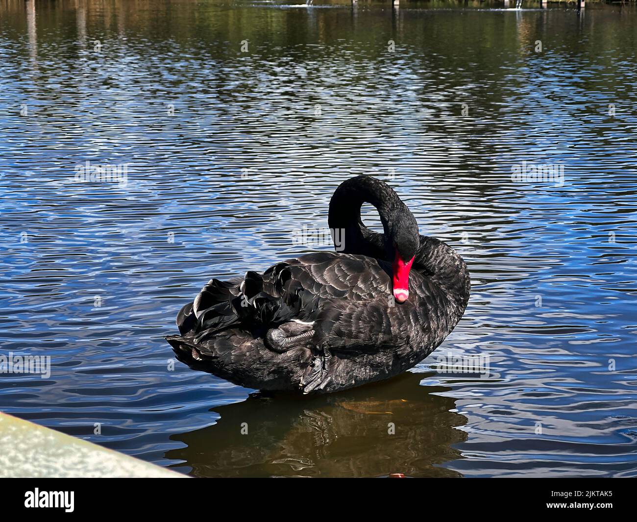 A closeup shot of elegant black swan reflected in a blue lake water ...