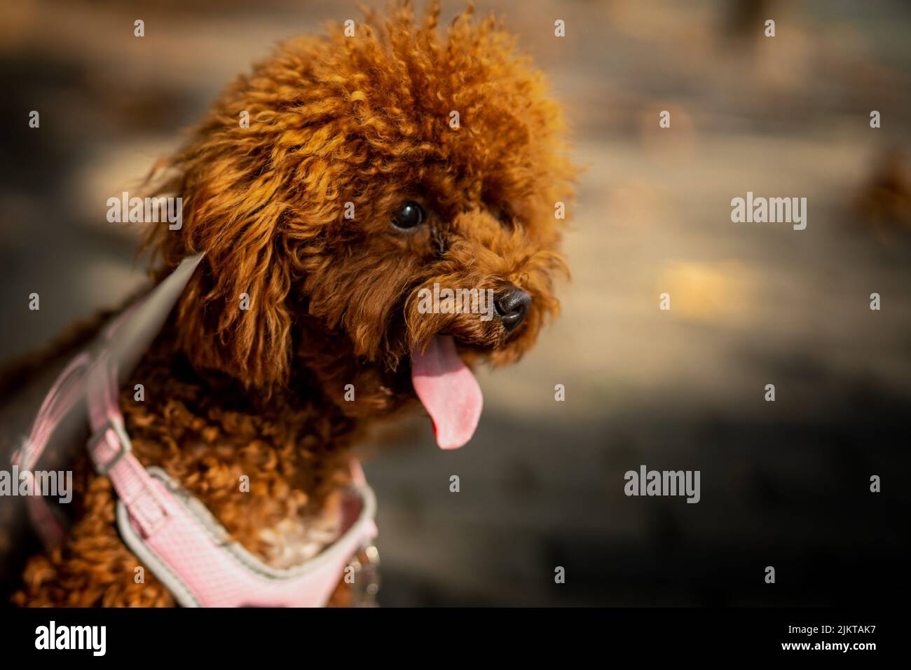 Adorable toy hi-res stock photography and images - Alamy
