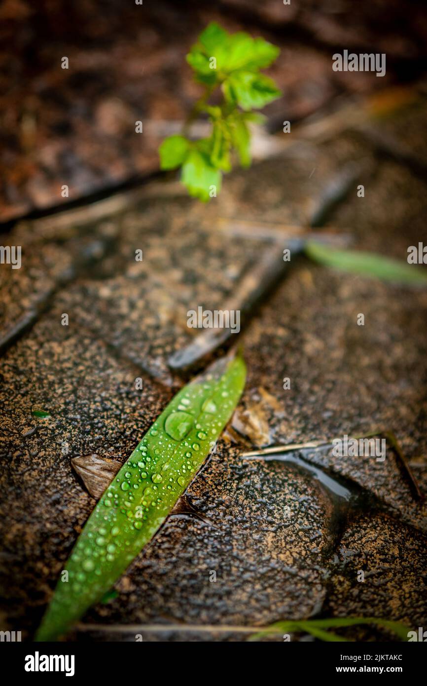 Vertical shot muddy ground hi-res stock photography and images - Alamy