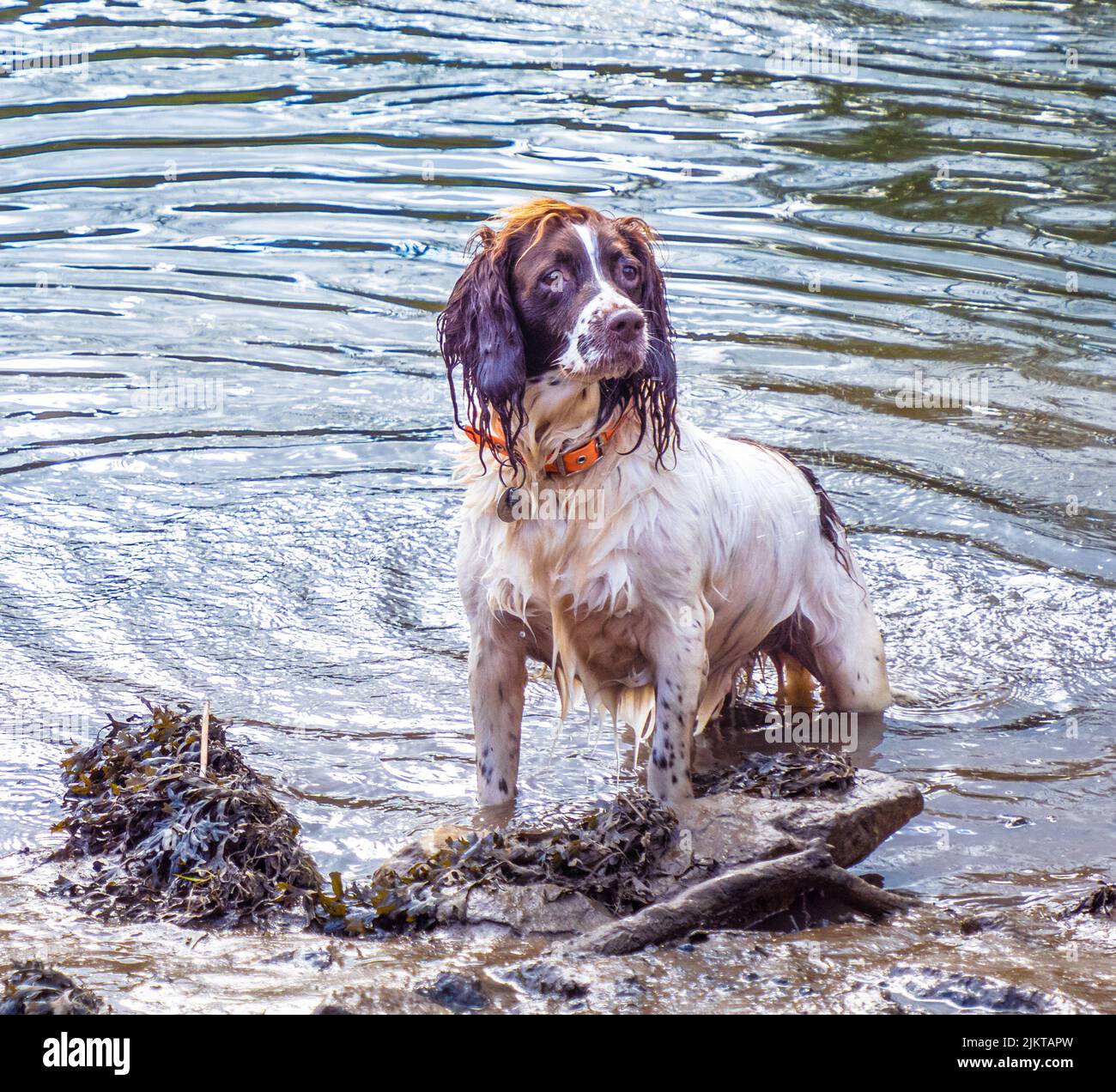 A photo of a dog coming out of the water Stock Photo - Alamy