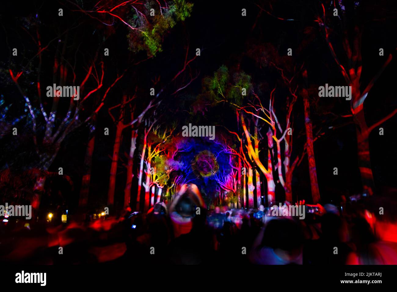 The Boorna Waanginy: The Trees Speak, Projection of beautiful patterns ...