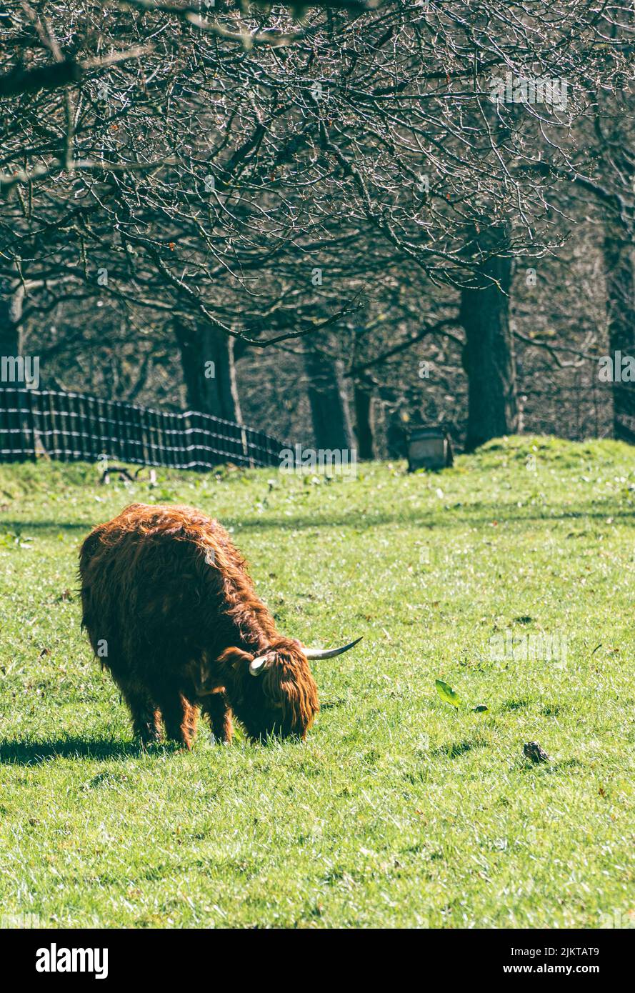 Fluffy coo hi-res stock photography and images - Alamy