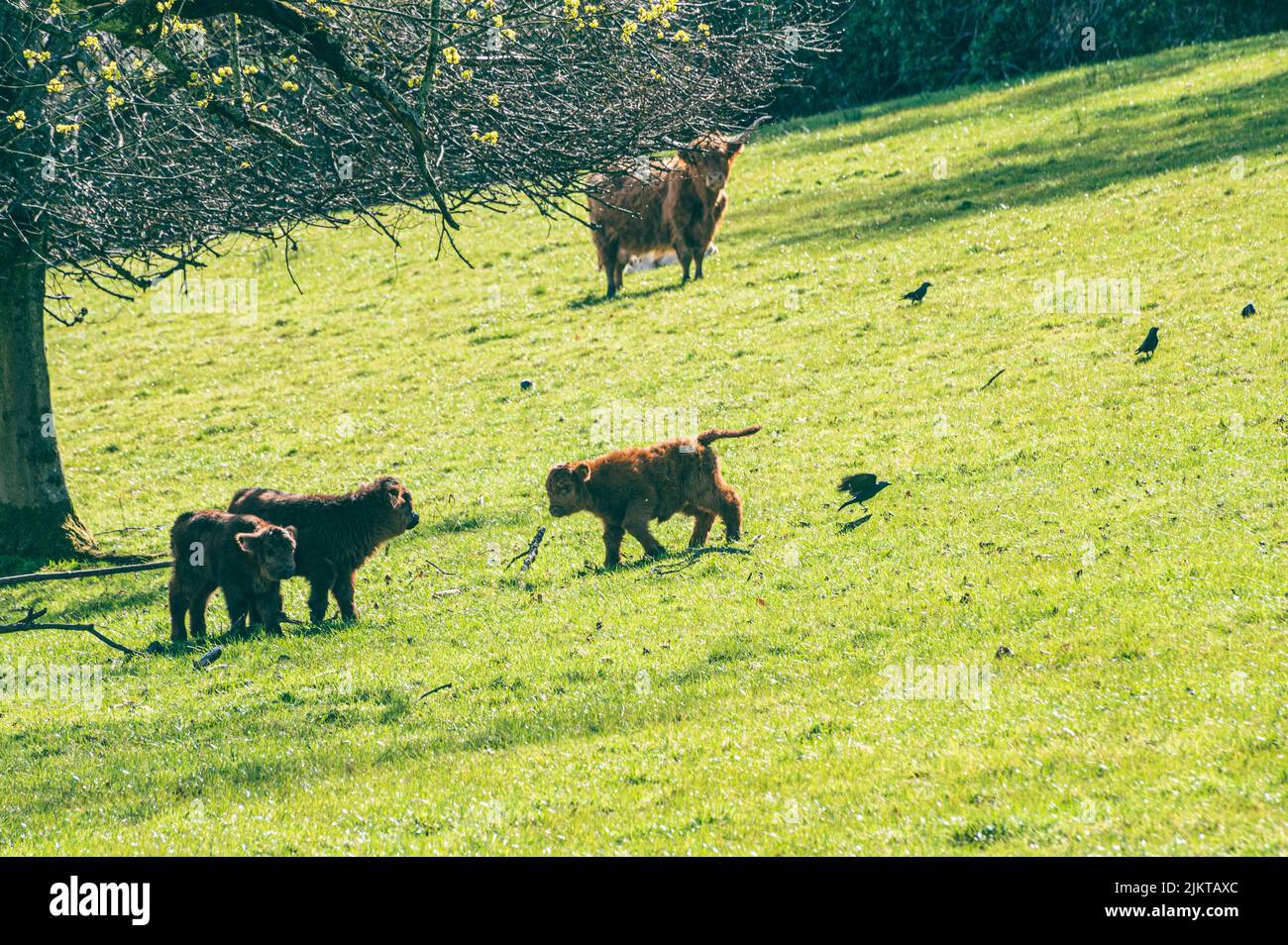 Scottish highland cows hi-res stock photography and images - Alamy