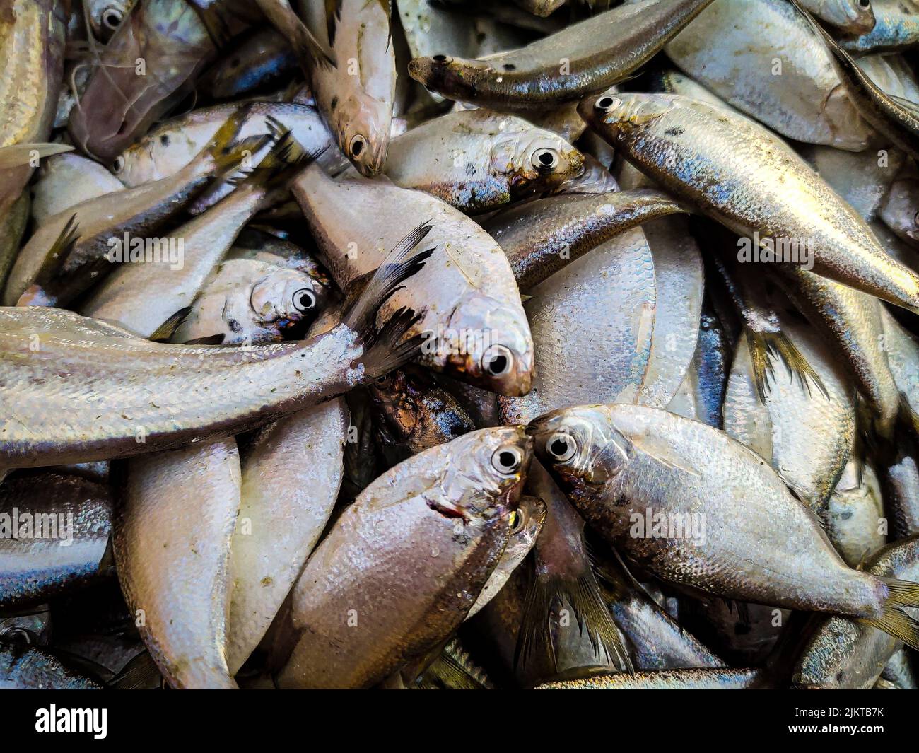Pile of caught fish hi-res stock photography and images - Alamy