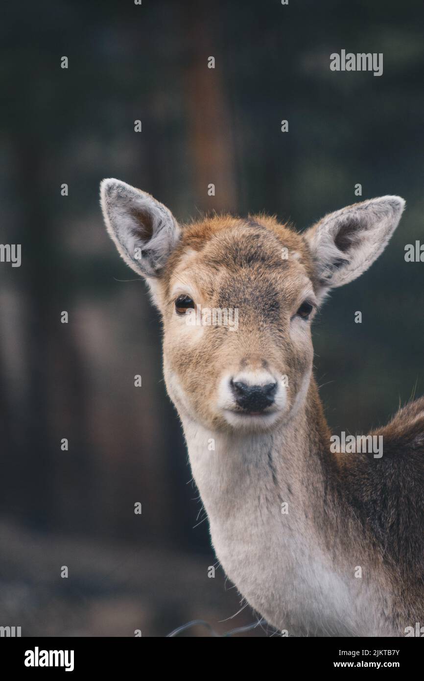 Vertical deer hi-res stock photography and images - Alamy