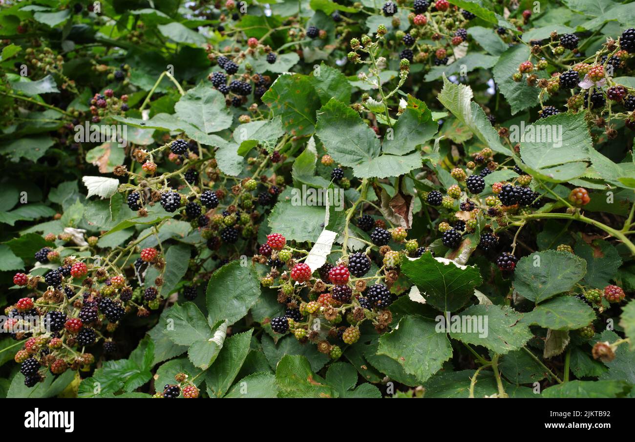 Ripening blackberries grow here in large masses. Location: Neuenhaus ...