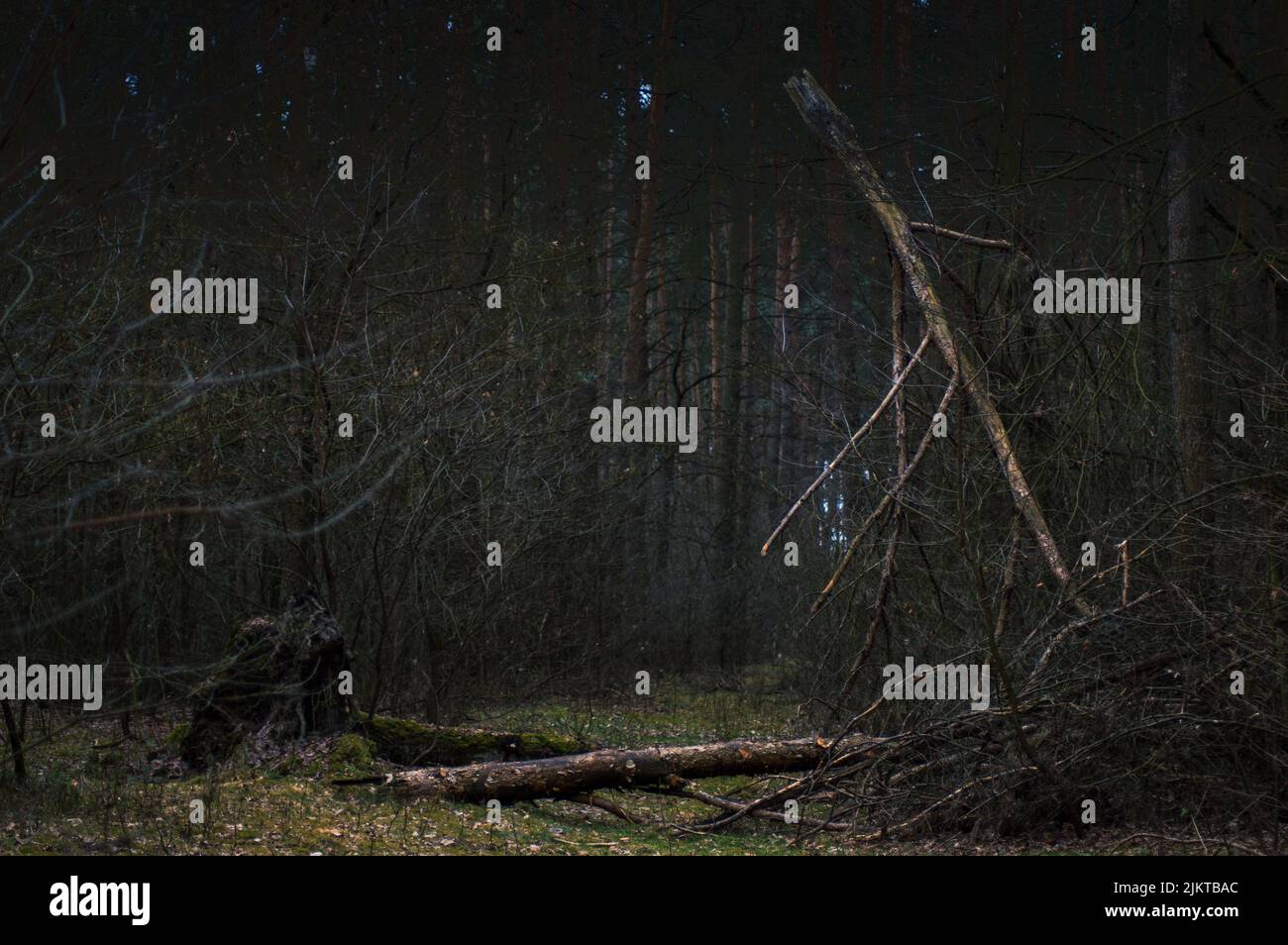 A thrown trunk tree with many twigs and branches on the grass ground in ...