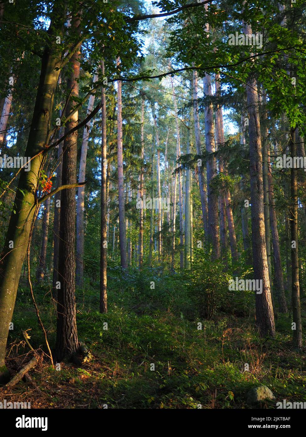 A beautiful shot of tree trunks with moss in the garden with grass and ...
