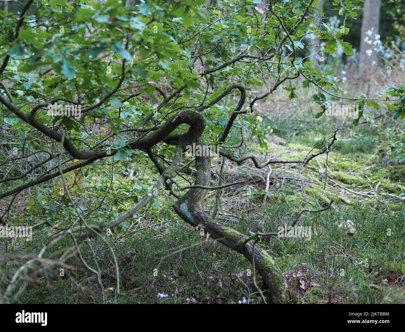 Many twigs hi-res stock photography and images - Alamy