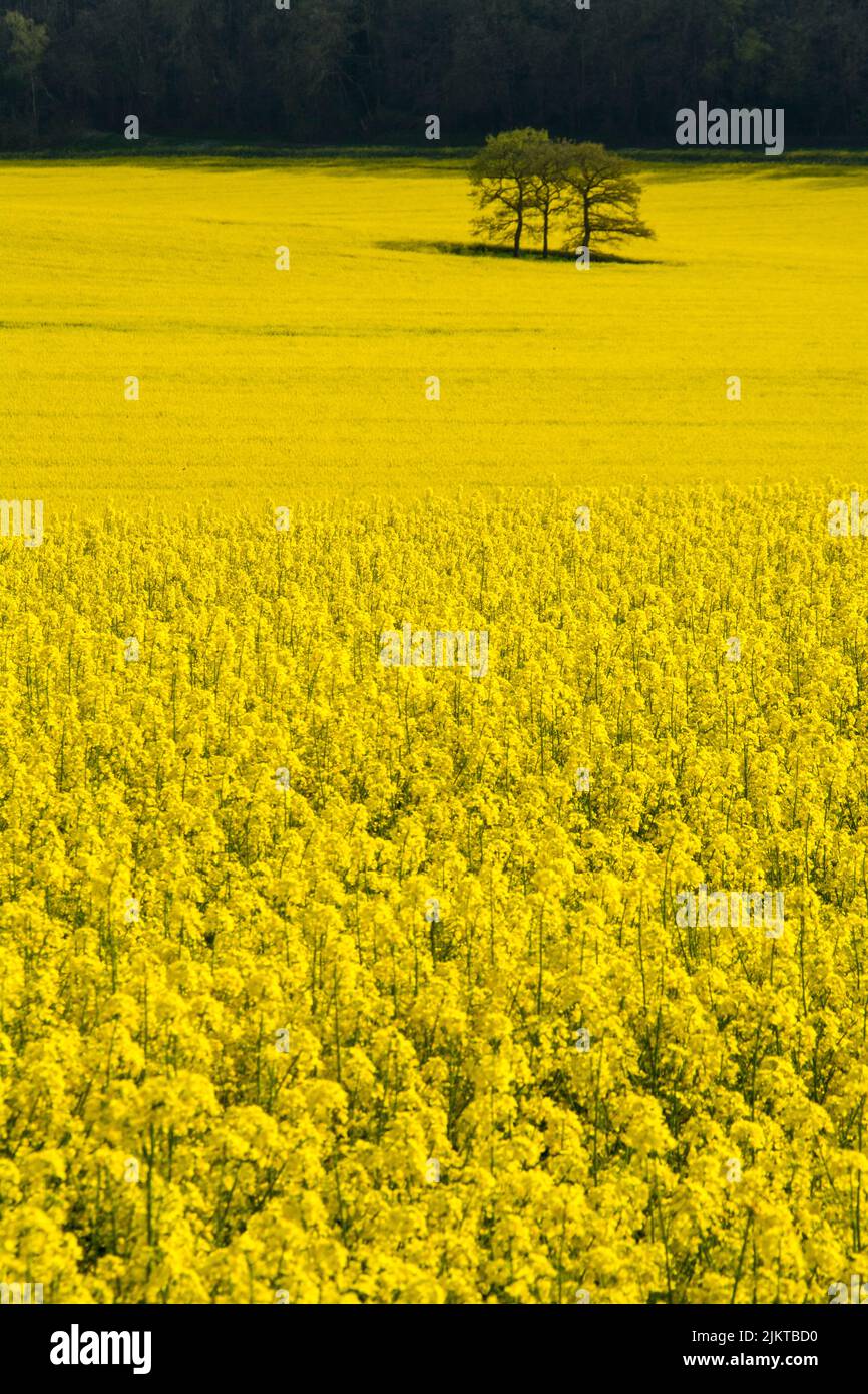 field of Oil Seed Rape with trees Stock Photo - Alamy