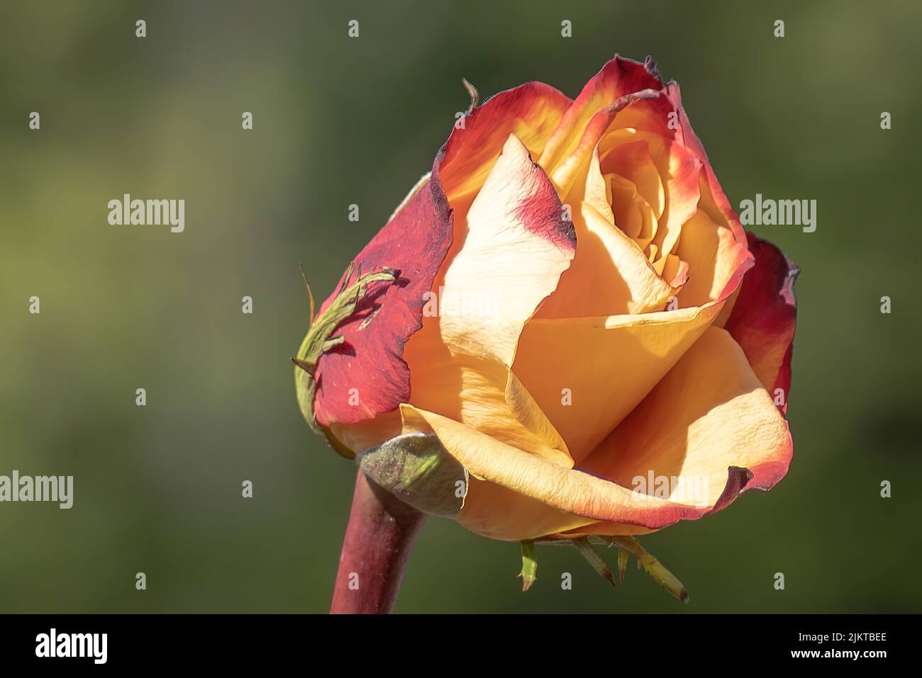 Wonderful rose hi-res stock photography and images - Alamy