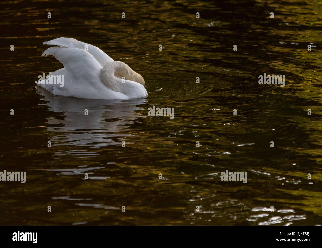 Beautiful shot swan swimming hi-res stock photography and images - Alamy