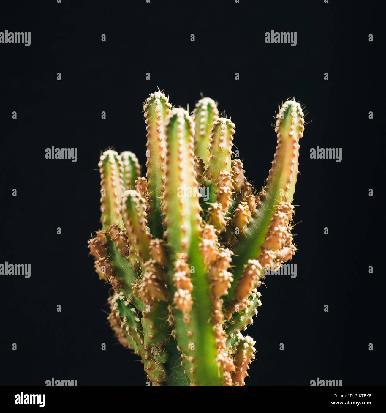 Hot regions plant hi-res stock photography and images - Alamy