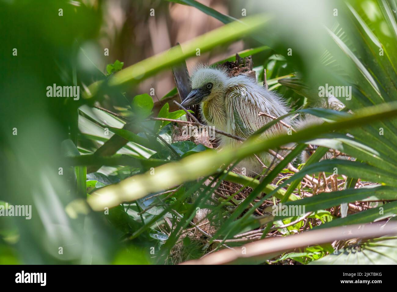 The Reddish Egret Chick nestled into a nest deep into tree cover Stock ...