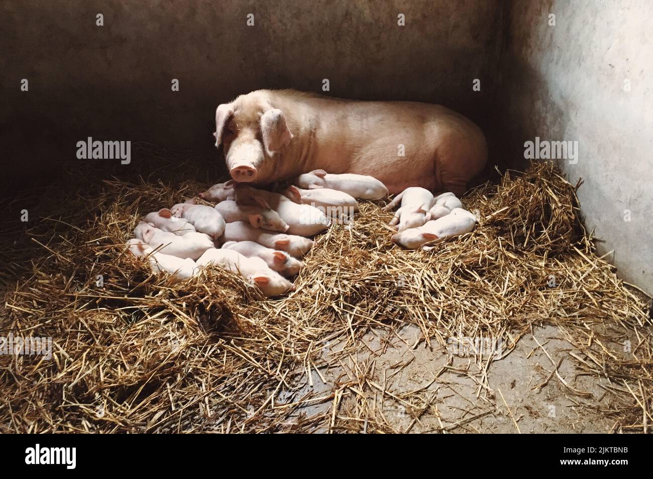 Farm animal relaxing hi-res stock photography and images - Alamy