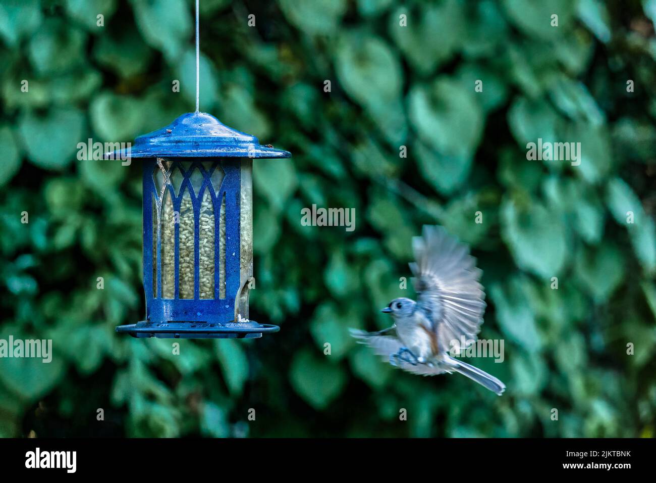 The Tufted-Titmouse flying to a bird feeder in the backyard Stock Photo ...
