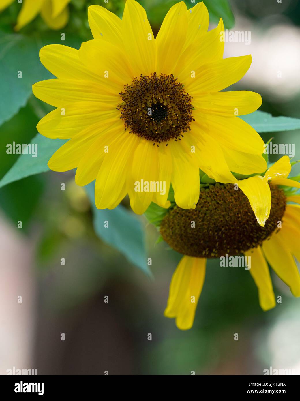 Growing sunflower in garden hi-res stock photography and images - Alamy
