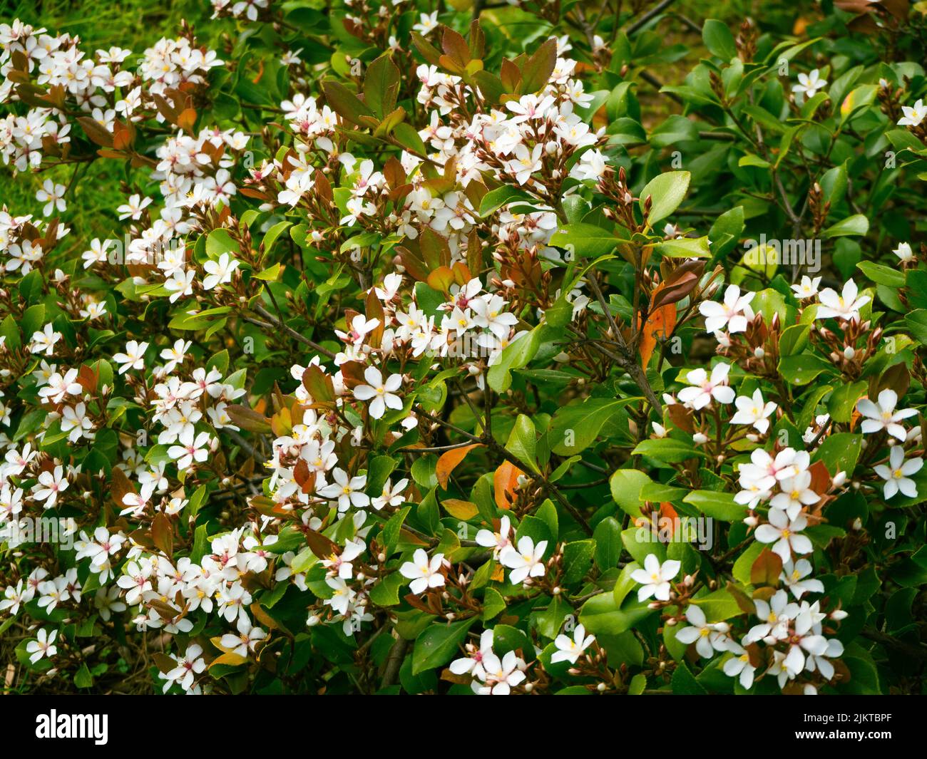 Dwarf Indian Hawthorn Shrub