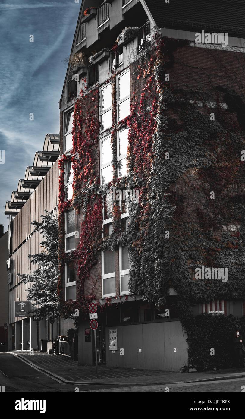A view of an old building covered with ivy leaves Stock Photo - Alamy