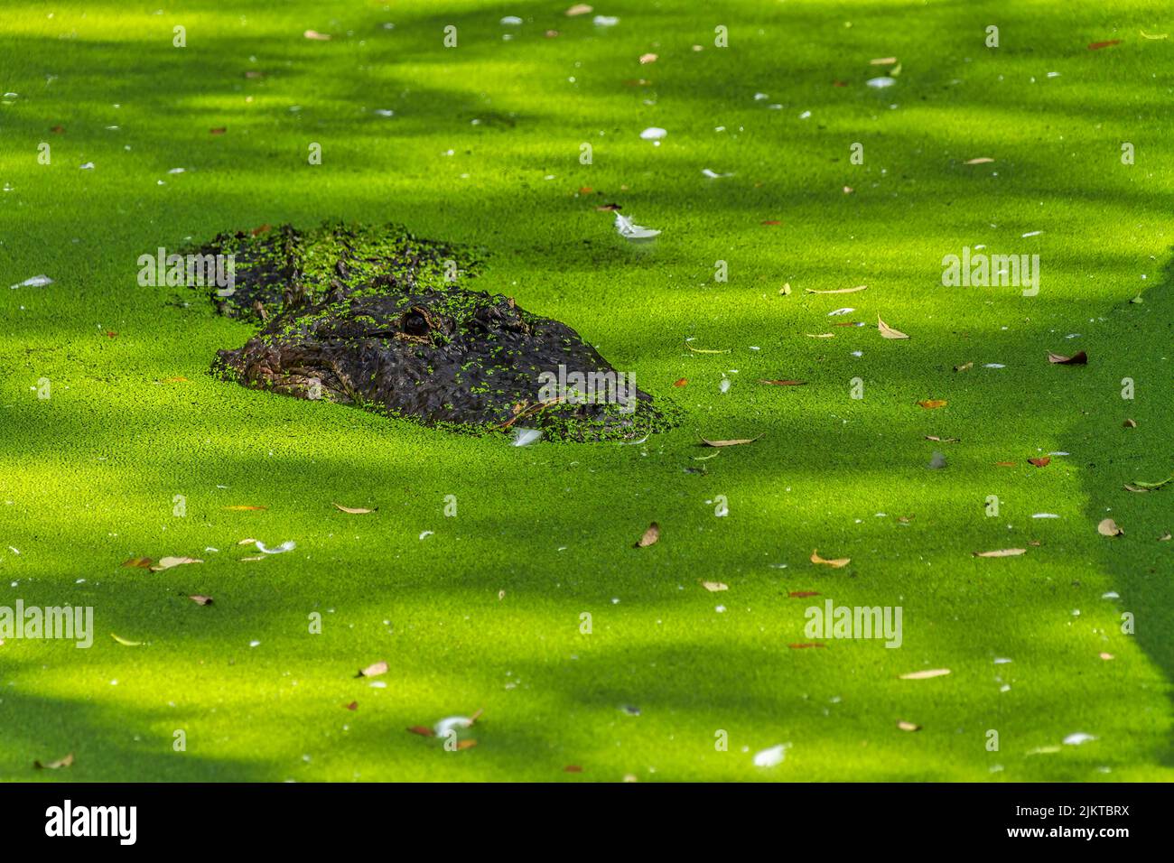 The Headshot of an American Alligator floating in a pond covered with ...