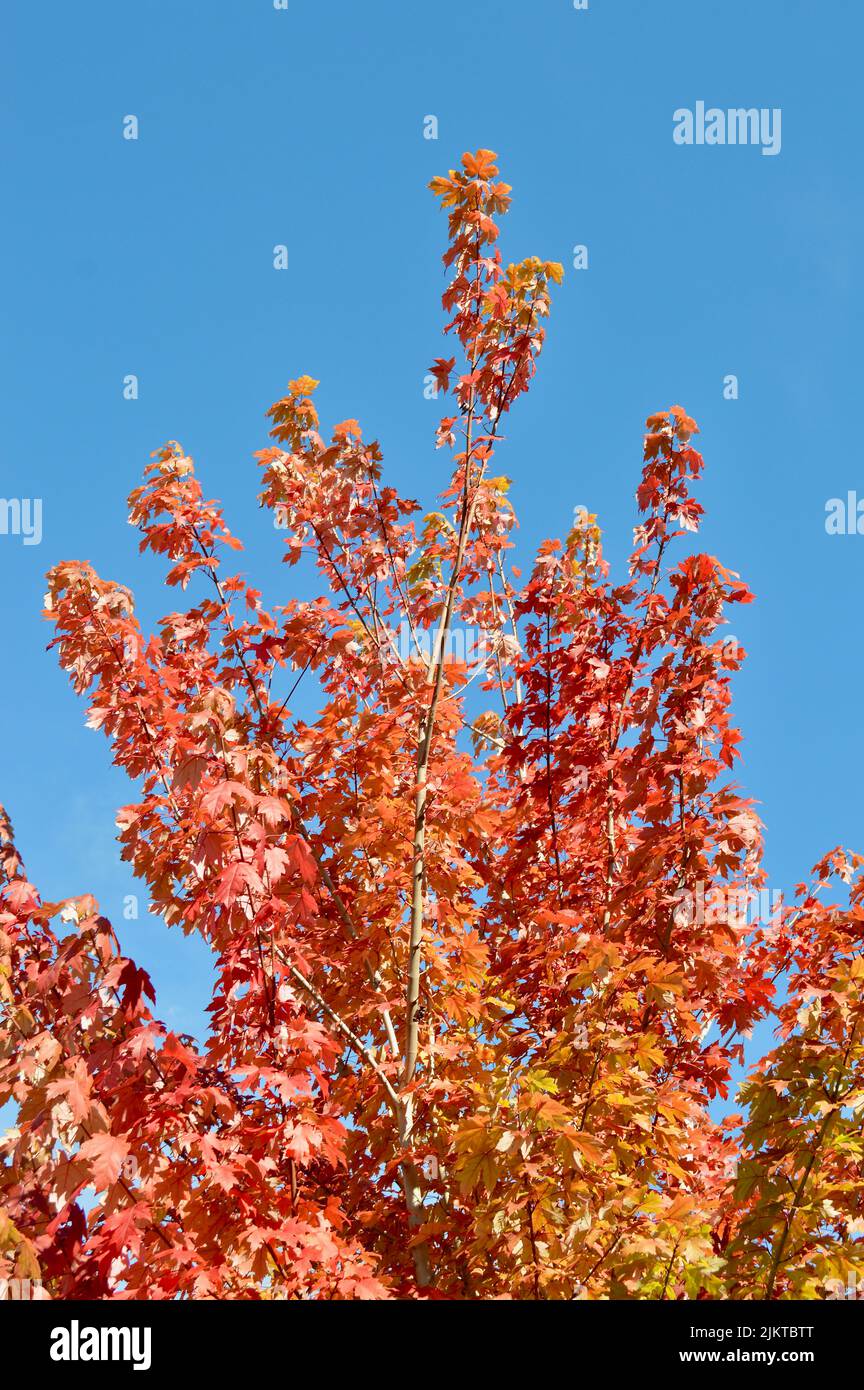 A tree shows its autumn color in the Blue Mountains of Australia Stock ...