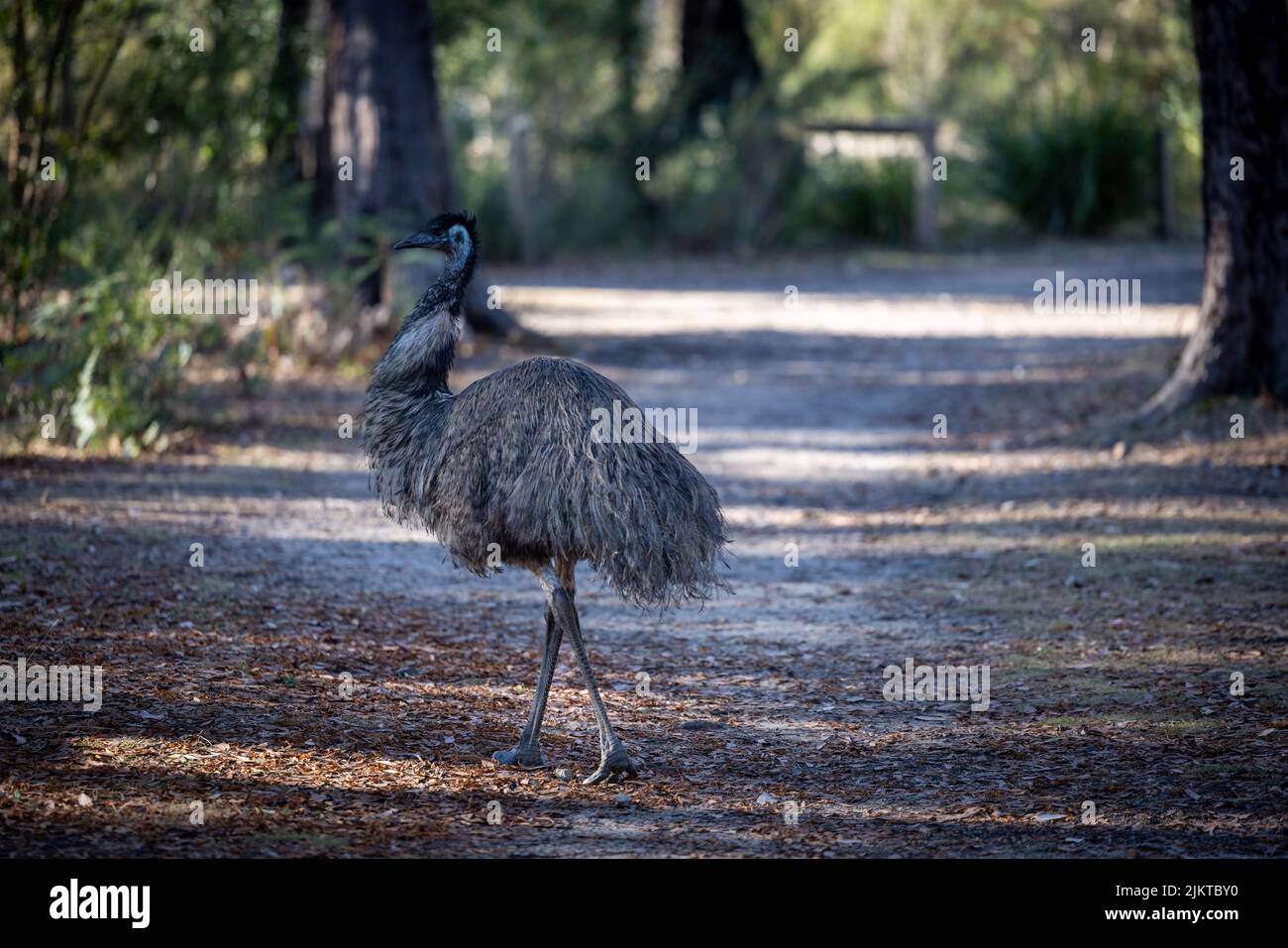 Emu bird the Australian tallest native bird Stock Photo - Alamy
