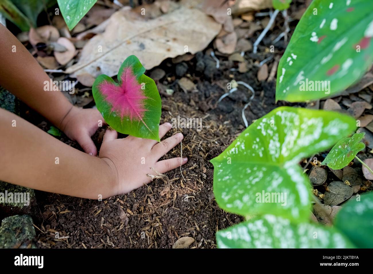 Green leaf plant in hands hi-res stock photography and images - Alamy