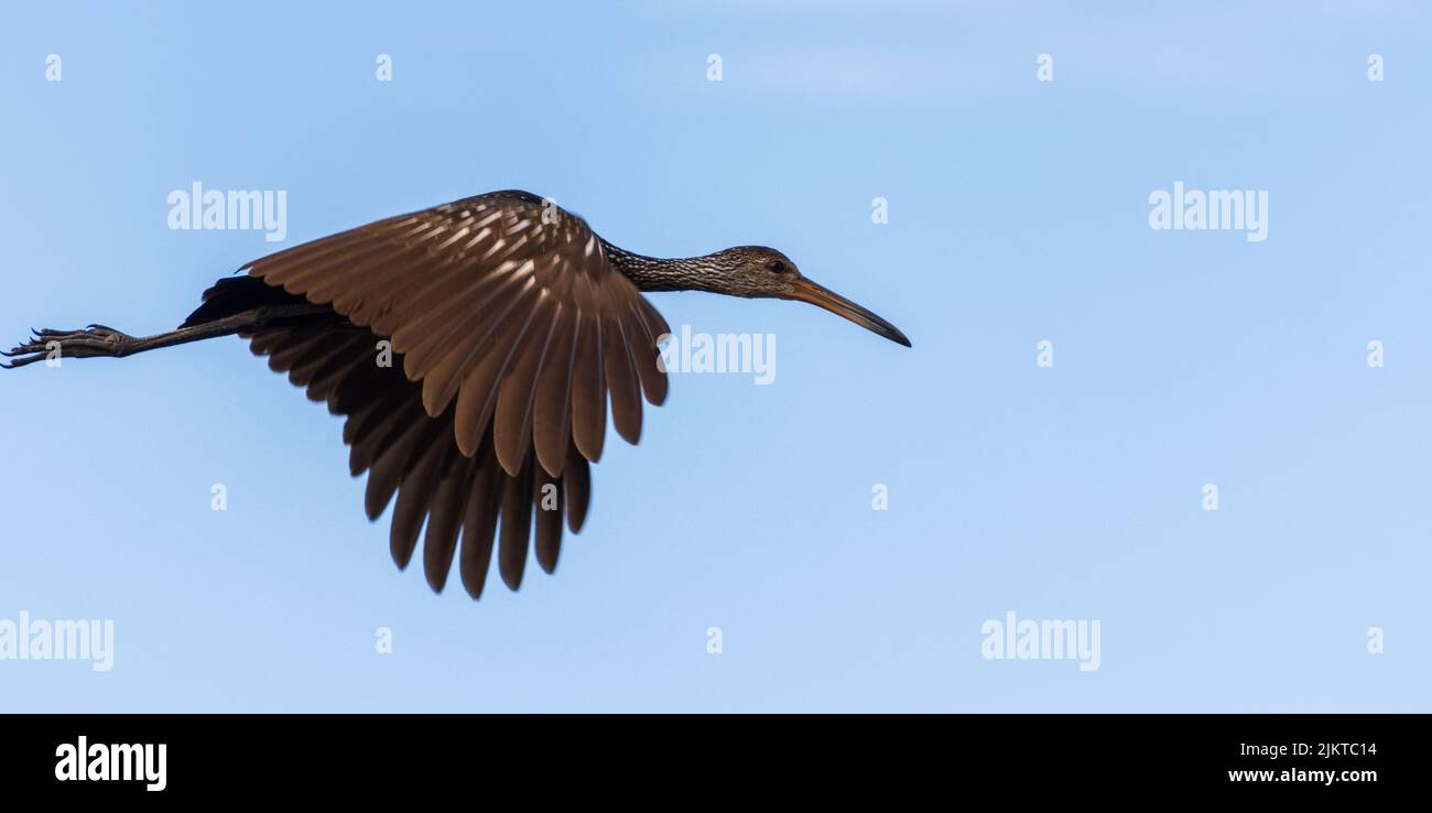 Carrao bird hi-res stock photography and images - Alamy