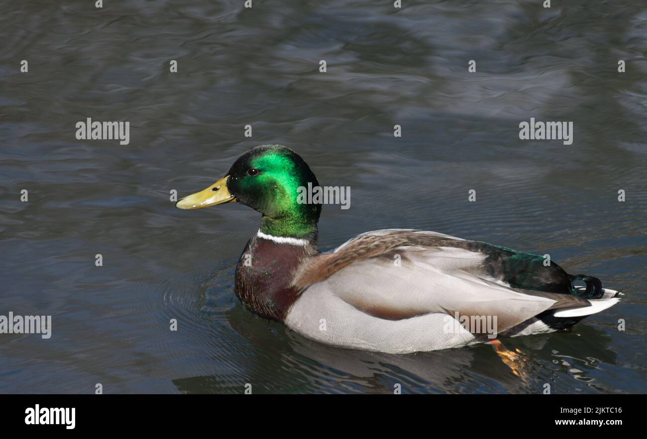 Beatiful green duck swimming in pond, spring view, colorful wildlife ...