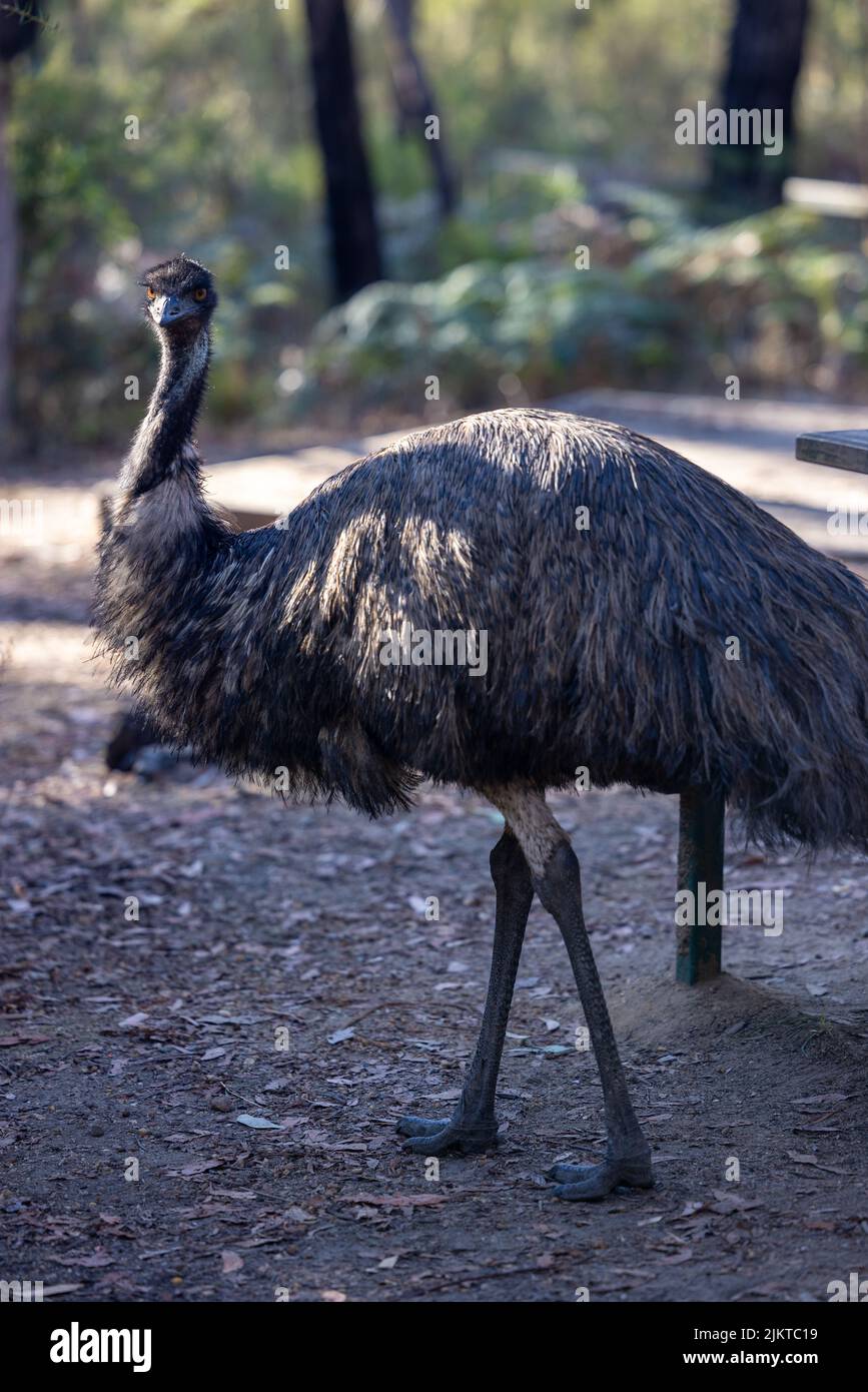 vertical shot of Emu bird, Australia's tallest native bird Stock Photo ...