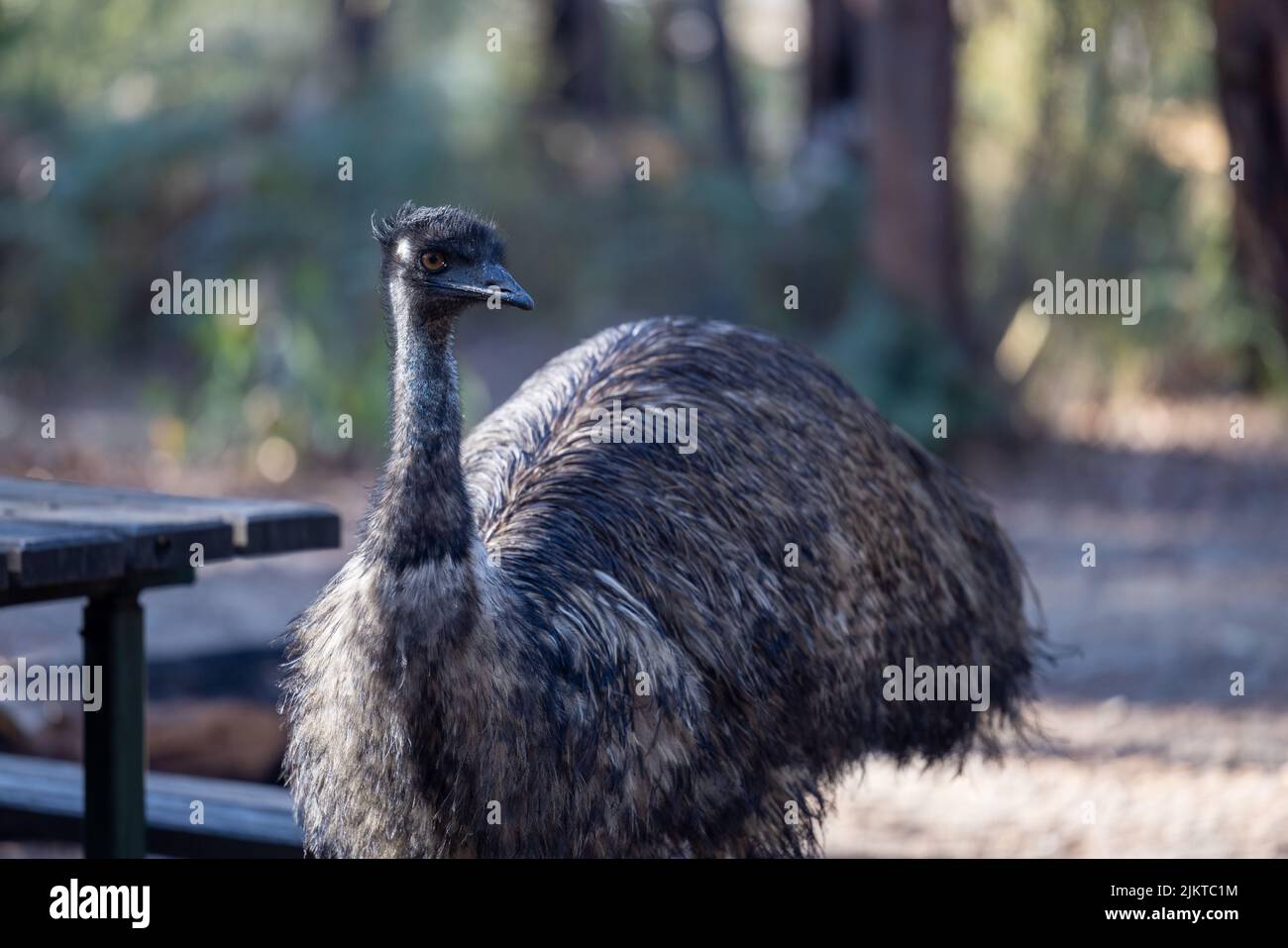 Emu australias tallest native hi-res stock photography and images - Alamy