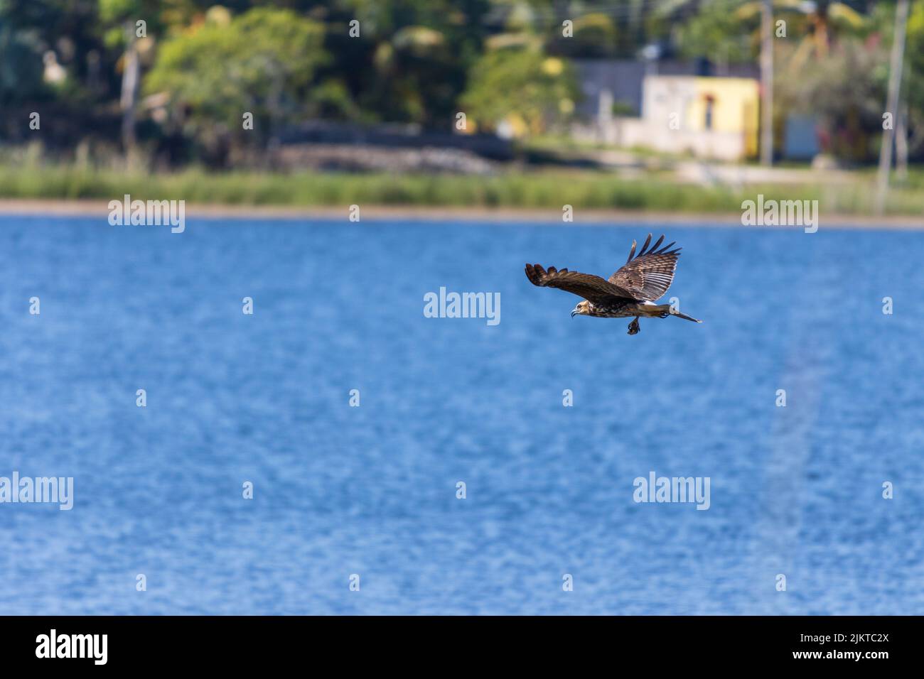 Snail Kite (Rostrhamus sociabilis), a bird of prey flying over water ...