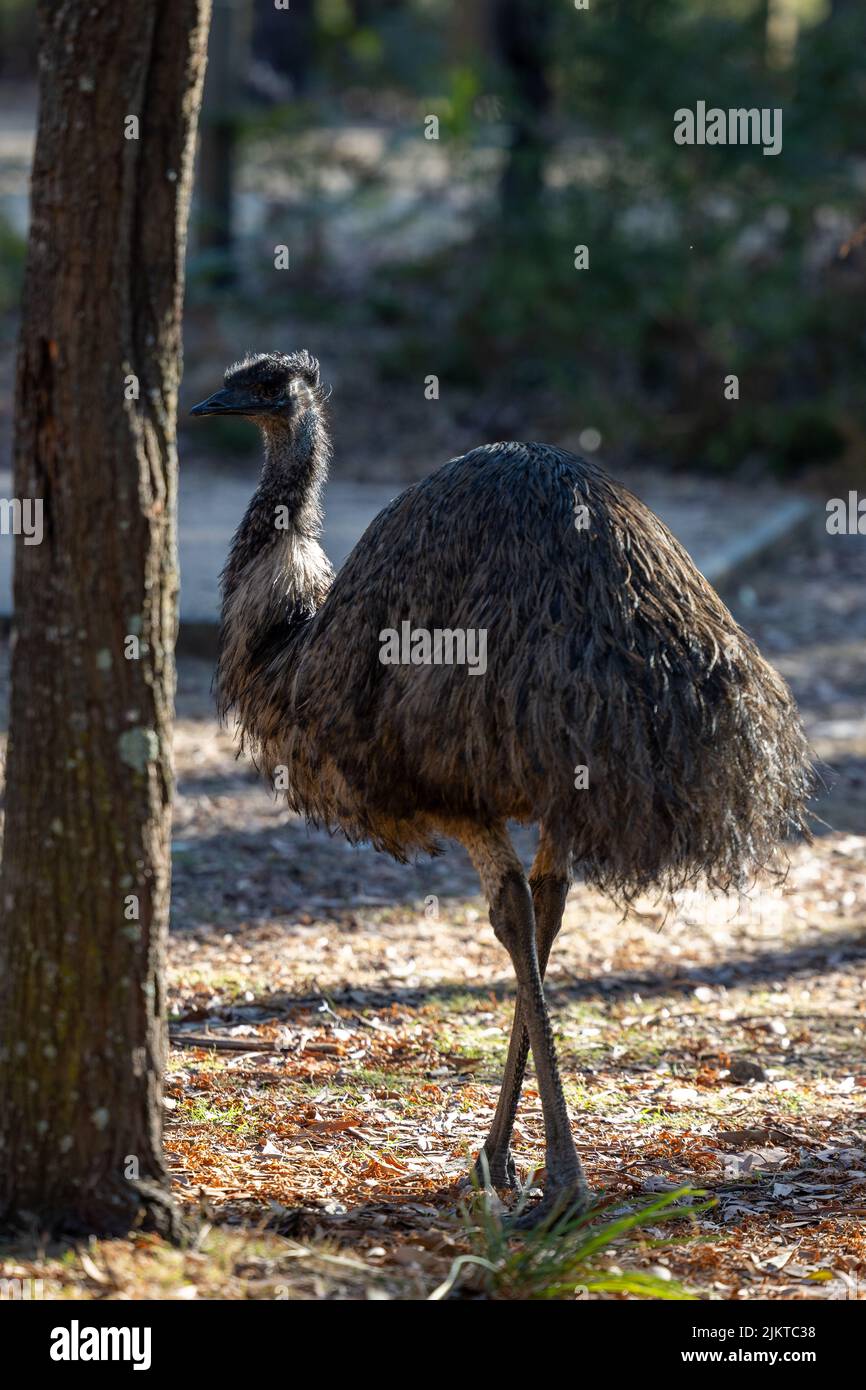 Emu australias tallest native hi-res stock photography and images - Alamy