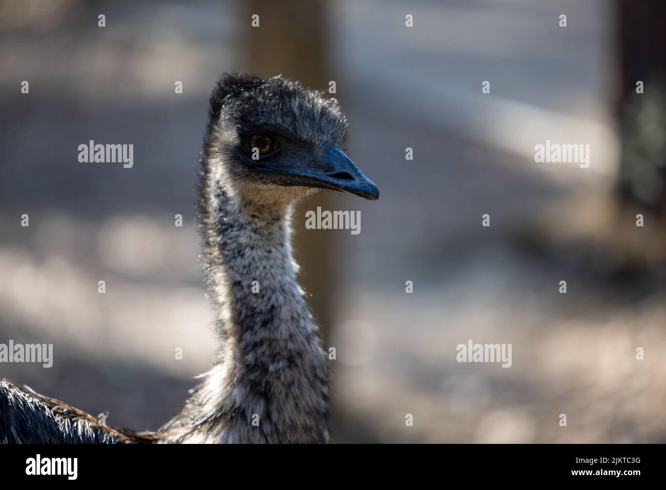 Shallow focus shot of Emu bird, Australia's tallest native bird Stock ...