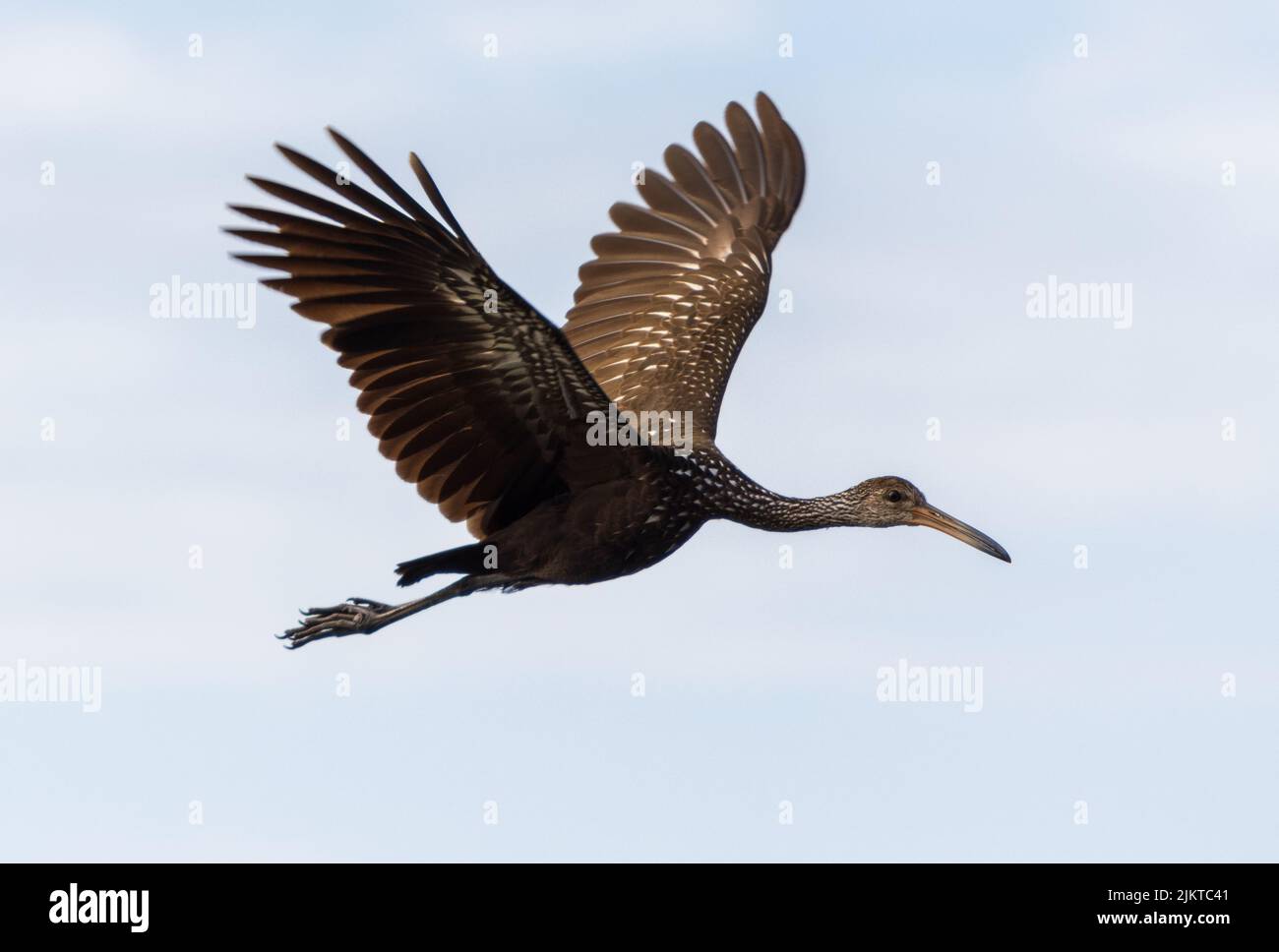 Carrao bird hi-res stock photography and images - Alamy