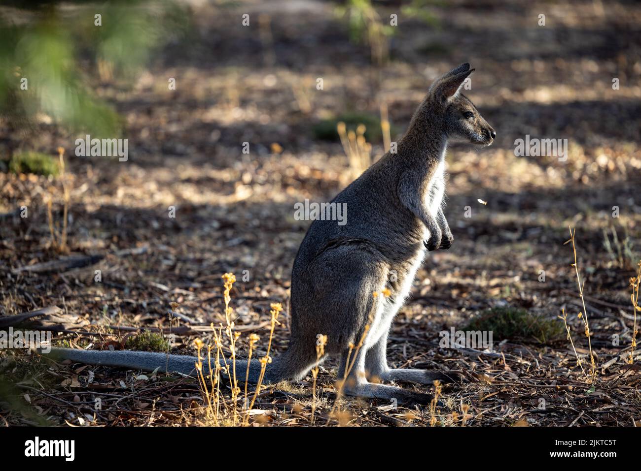 A cute baby kangaroo in its natural habitat on a dry field Stock Photo ...