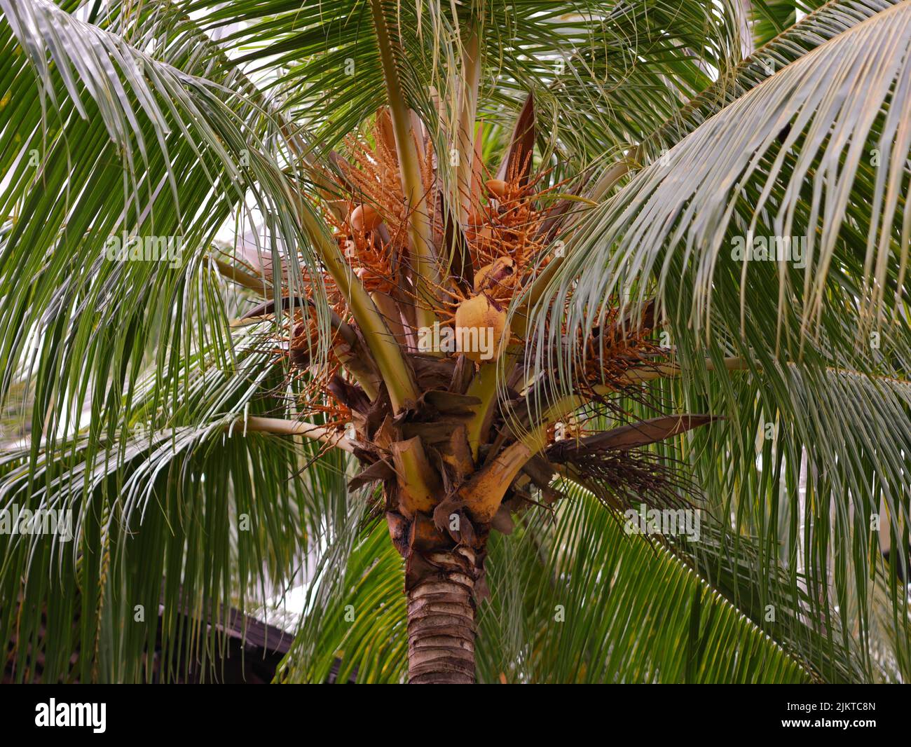 Oil palm fruits harvest hi-res stock photography and images - Alamy
