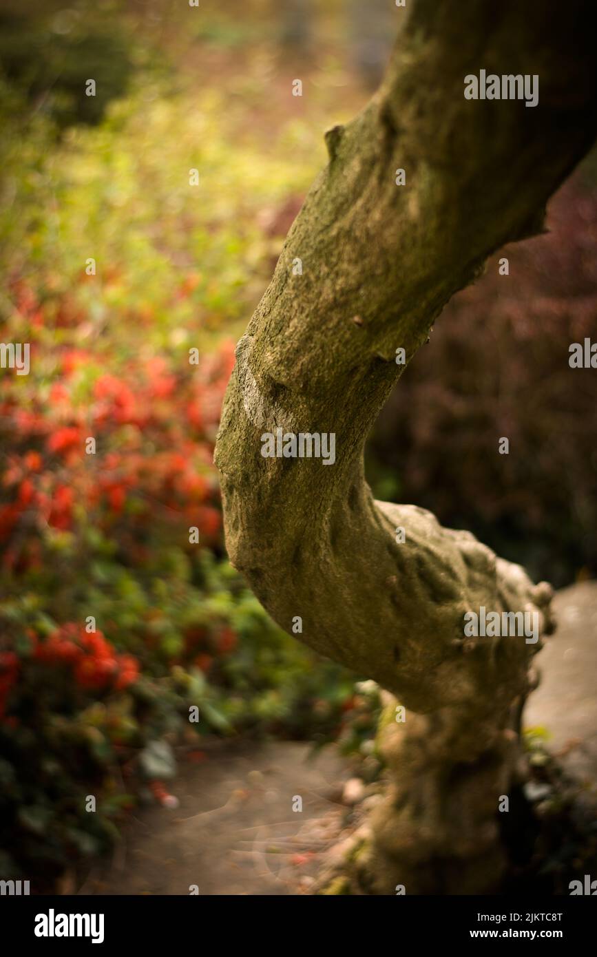 A thin tree trunk fully covered with green moss-grown in the garden in ...