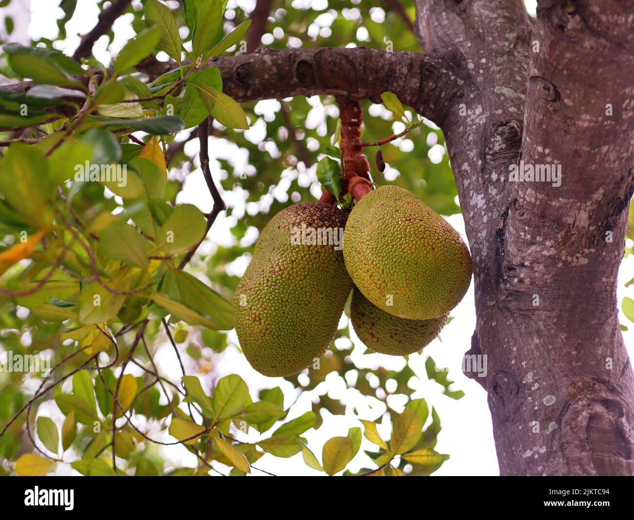 A closeup shot of an exotic jackfruit hanging from the tree branch in ...