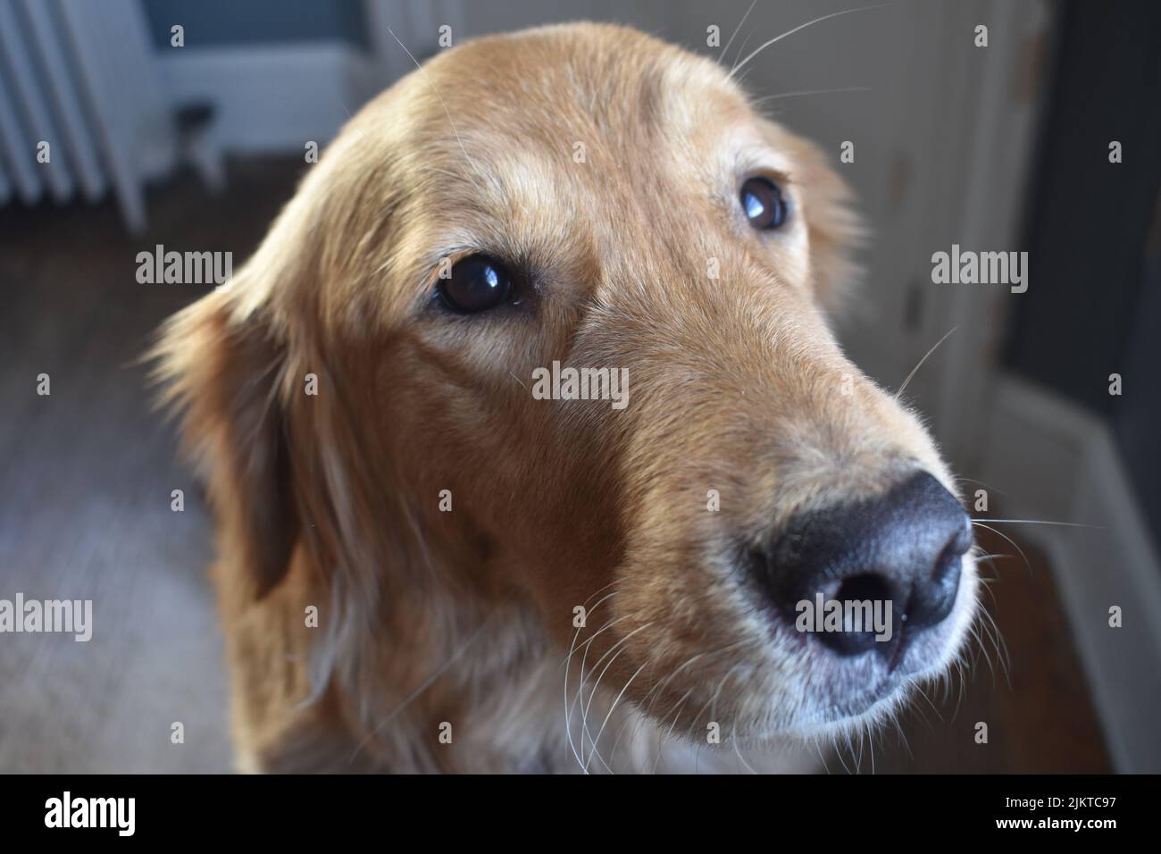 Golden retriever gundog hi-res stock photography and images - Alamy