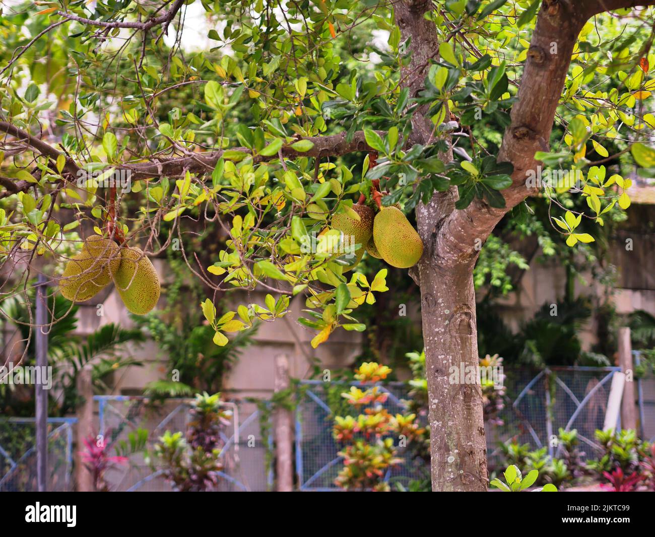 A lush jackfruit tree with crops hanging from the branches of the tree ...