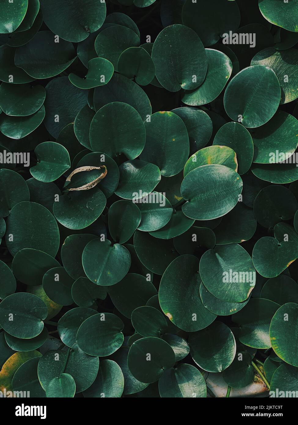 A vertical closeup of green round-shaped leaves Stock Photo - Alamy