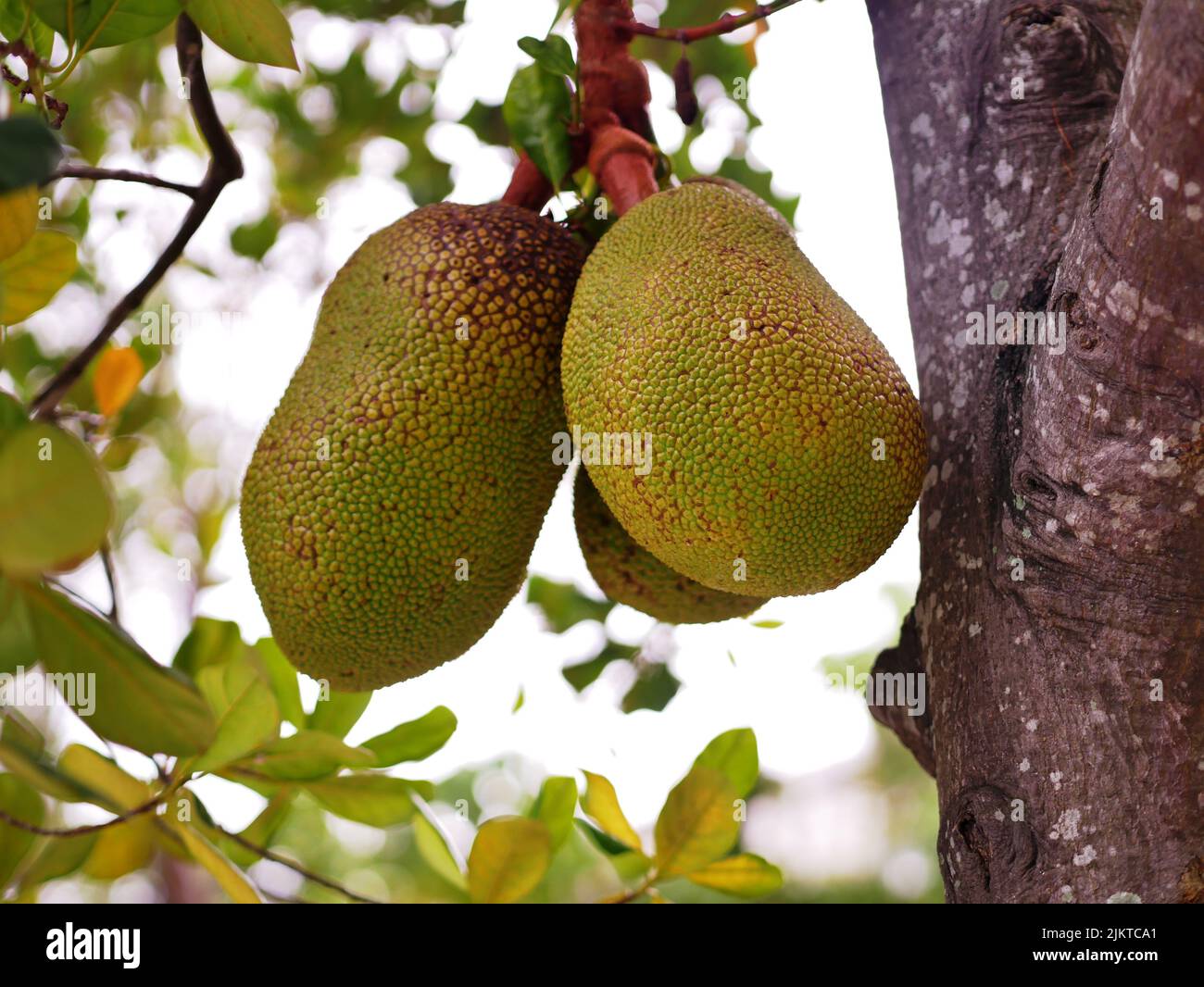 A closeup shot of an exotic jackfruit hanging from the tree branch in ...