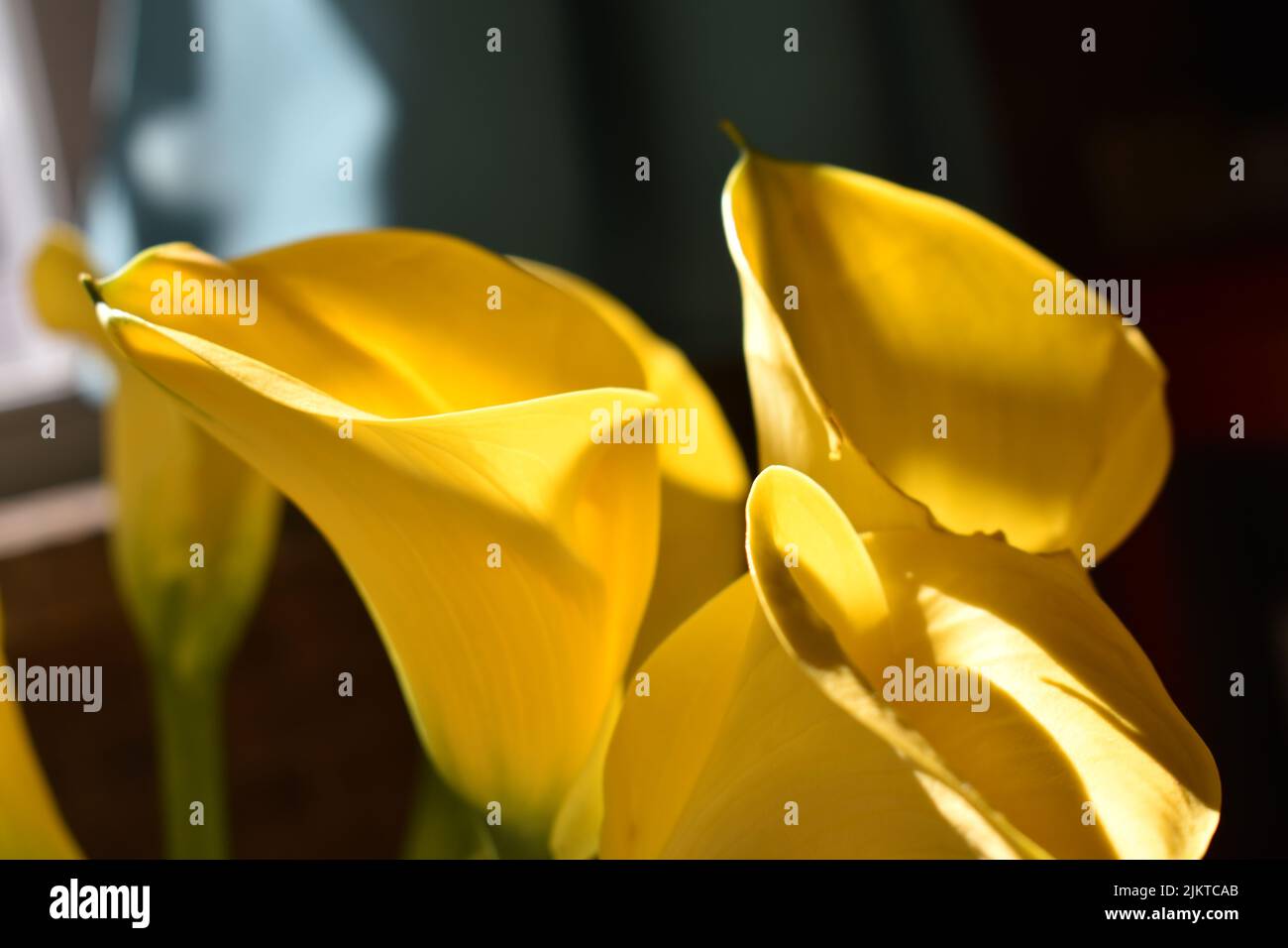 Beautiful golden lilies hi-res stock photography and images - Alamy
