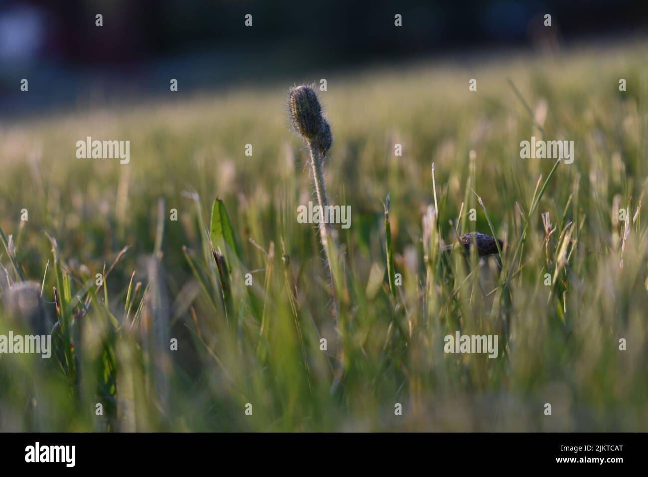 A selective of the tall grass of an uncut lawn Stock Photo - Alamy
