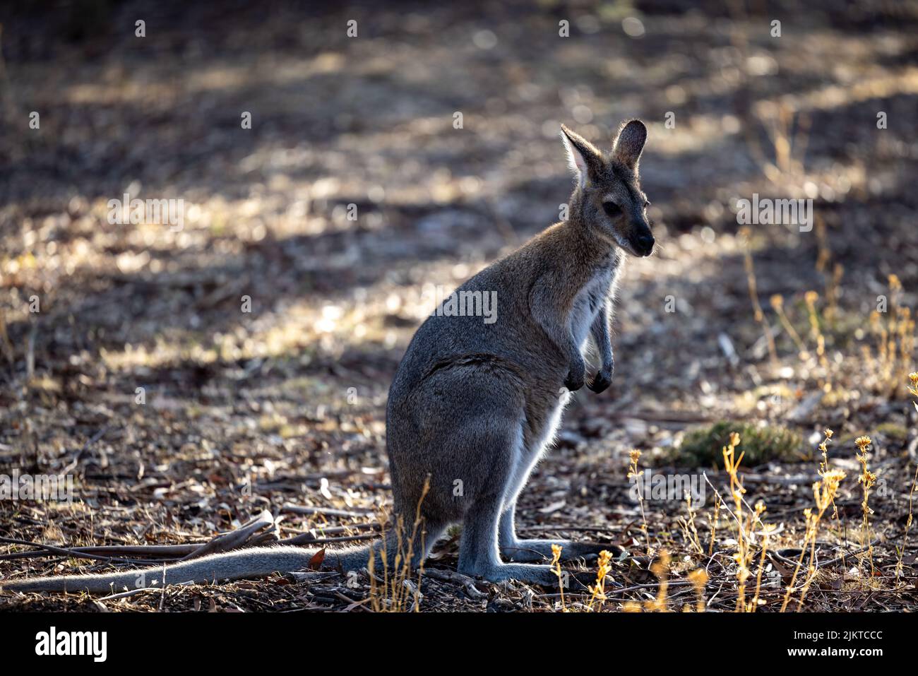 A cute baby kangaroo in its natural habitat on a dry field Stock Photo ...