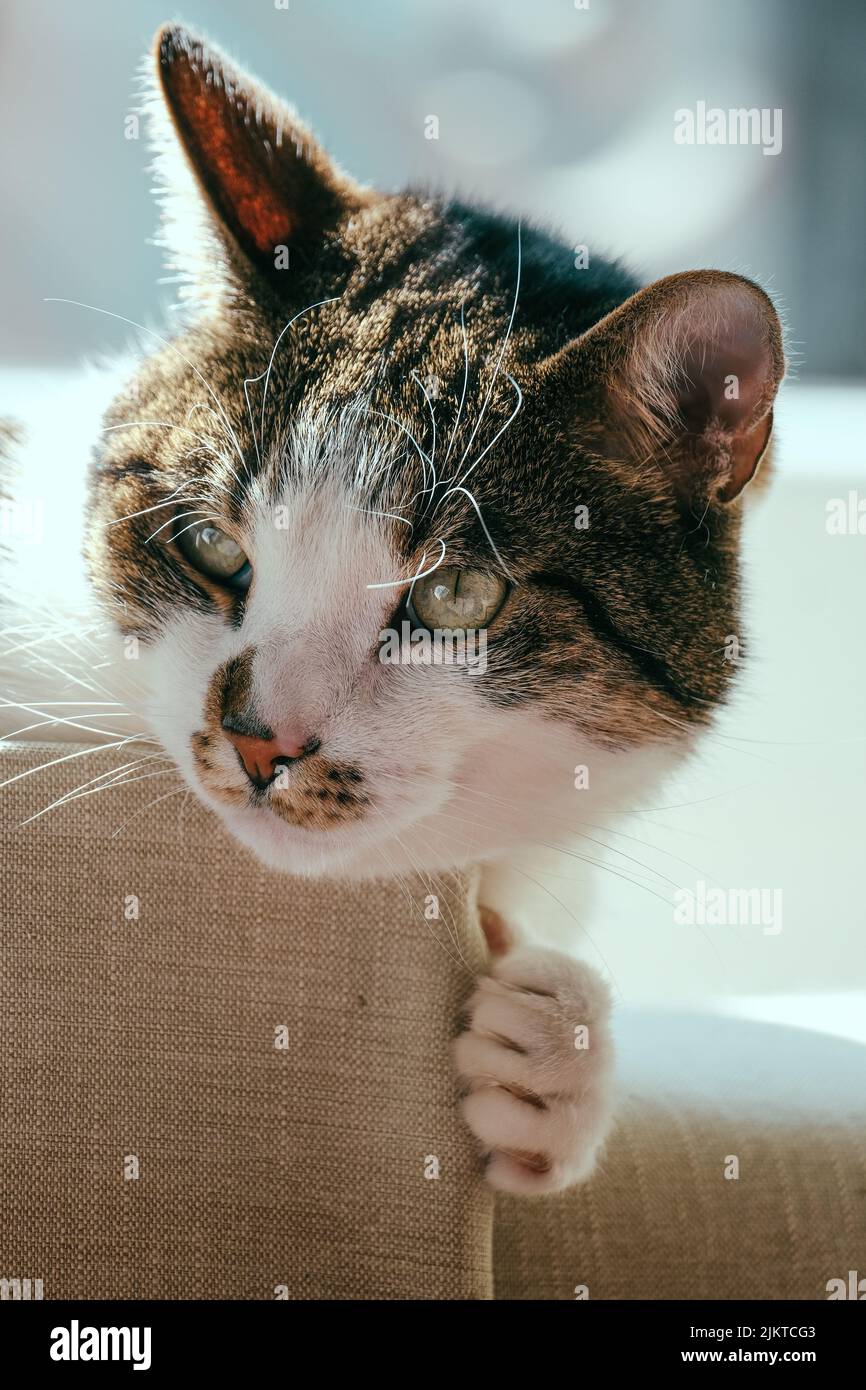A vertical shot of a cat with green angry eyes Stock Photo - Alamy