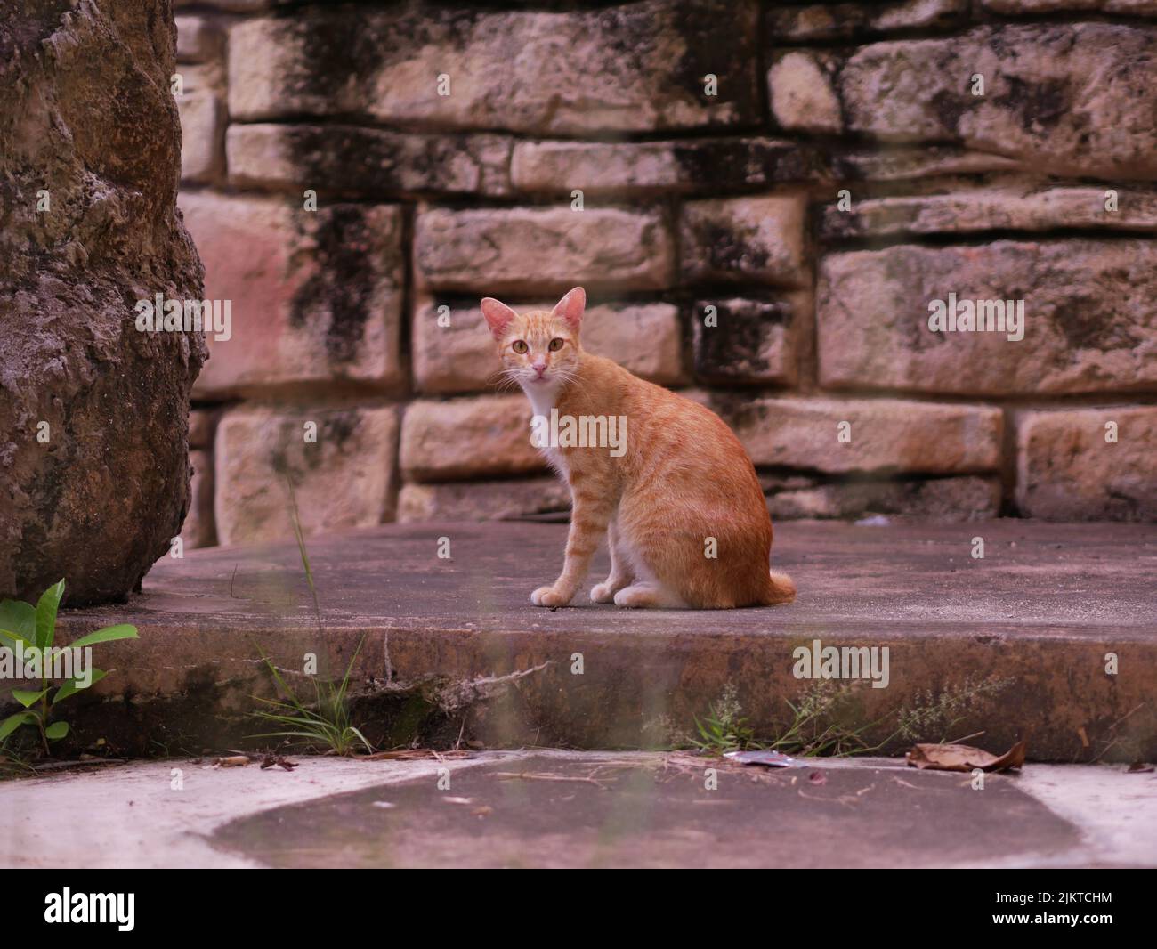 Ginger cat staring hi-res stock photography and images - Alamy