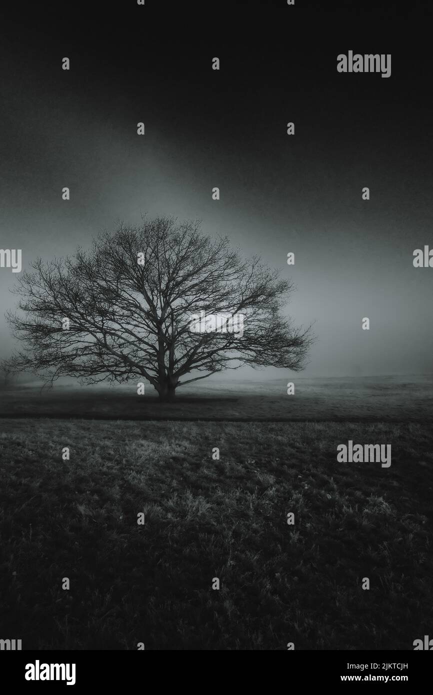 A vertical greyscale shot of a tree in a field in Wimbledon, London ...