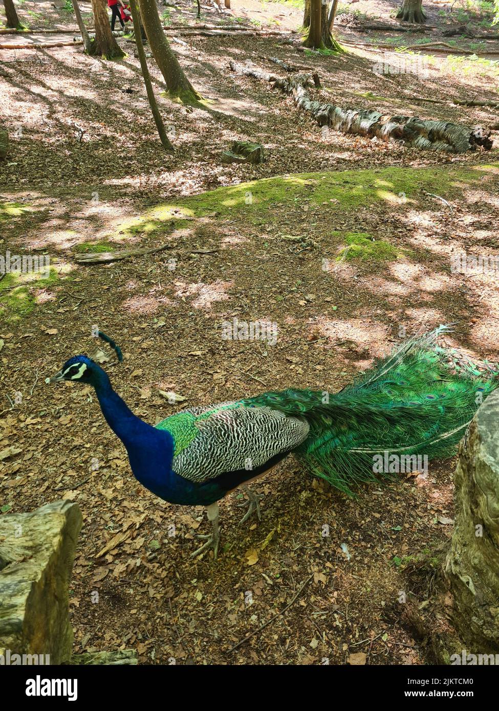 Peacock vertical hi-res stock photography and images - Alamy